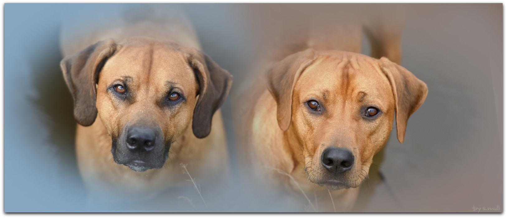 Chekelea Rhodesian Ridgeback – DZRR – VDH – FCI